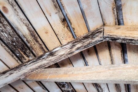 How to get rid of mold on wood store